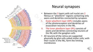Histology of Cornea & Retina | PDF