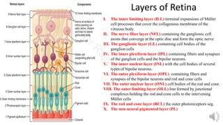 Histology of Cornea & Retina | PDF