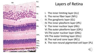 Histology of Cornea & Retina | PDF