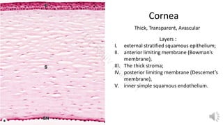 Histology of Cornea & Retina | PDF
