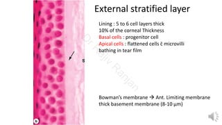 Histology of Cornea & Retina | PDF
