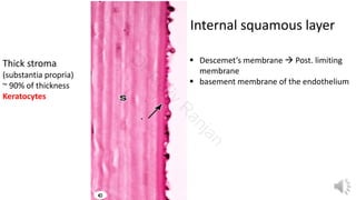 Histology of Cornea & Retina | PDF