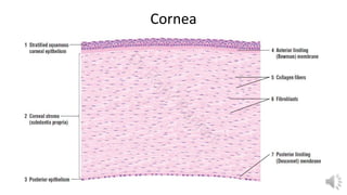 Histology of Cornea & Retina | PDF