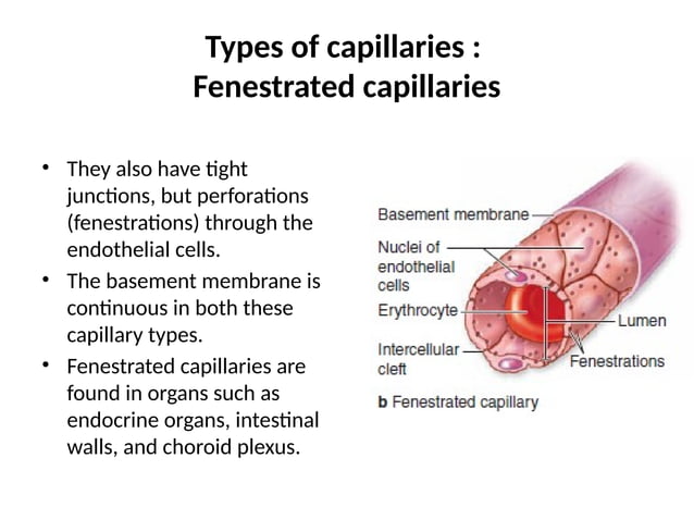 Integrated histology cardiovascular system.pptx