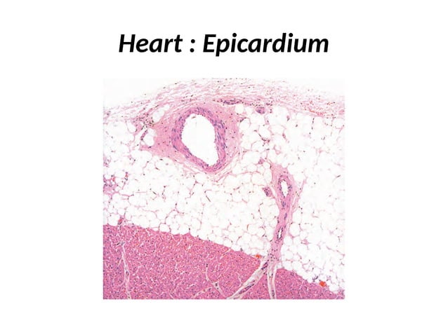 Integrated histology cardiovascular system.pptx