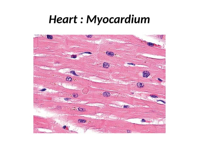 Integrated histology cardiovascular system.pptx