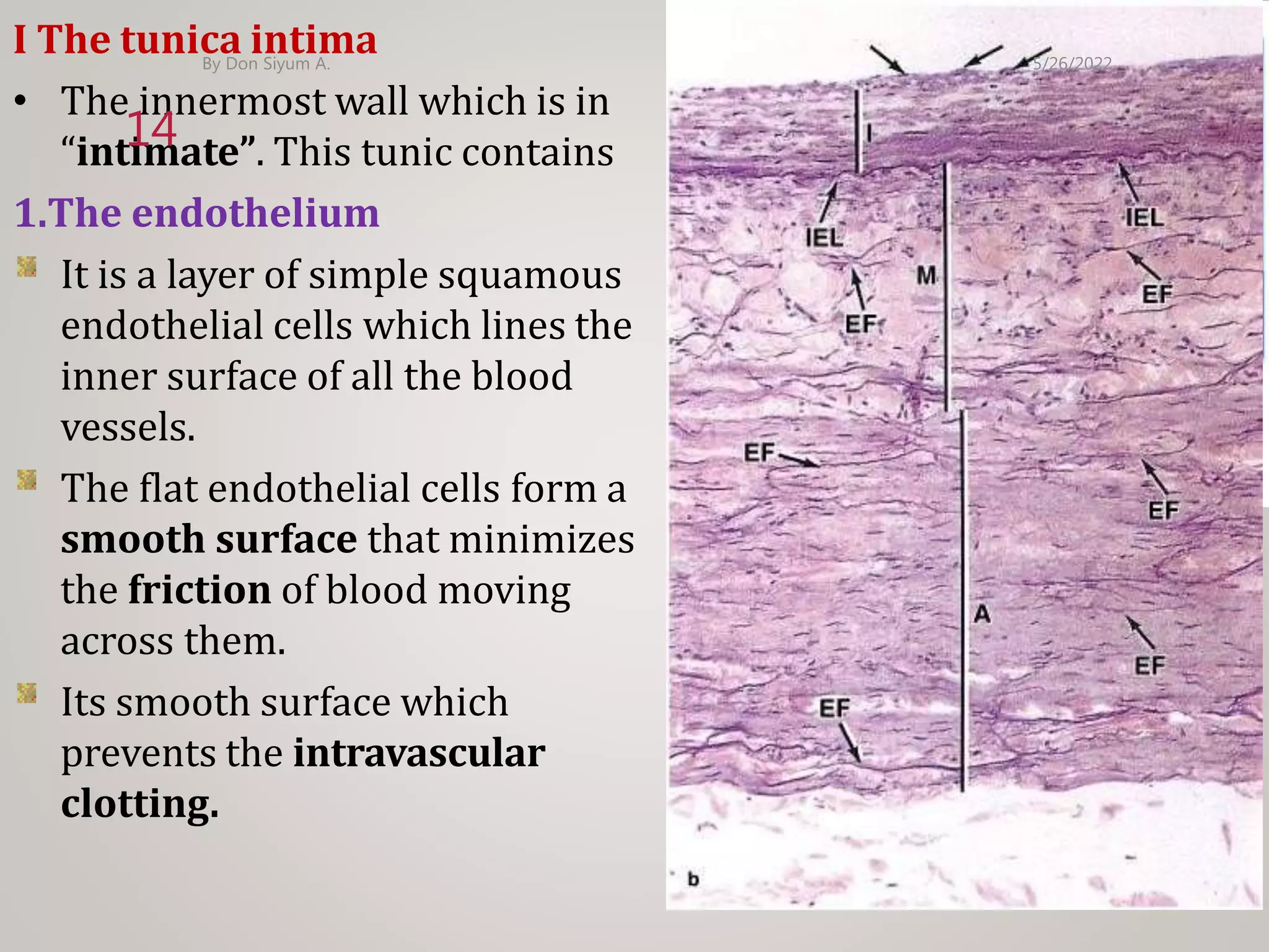 Histology of CVS system | PPTX