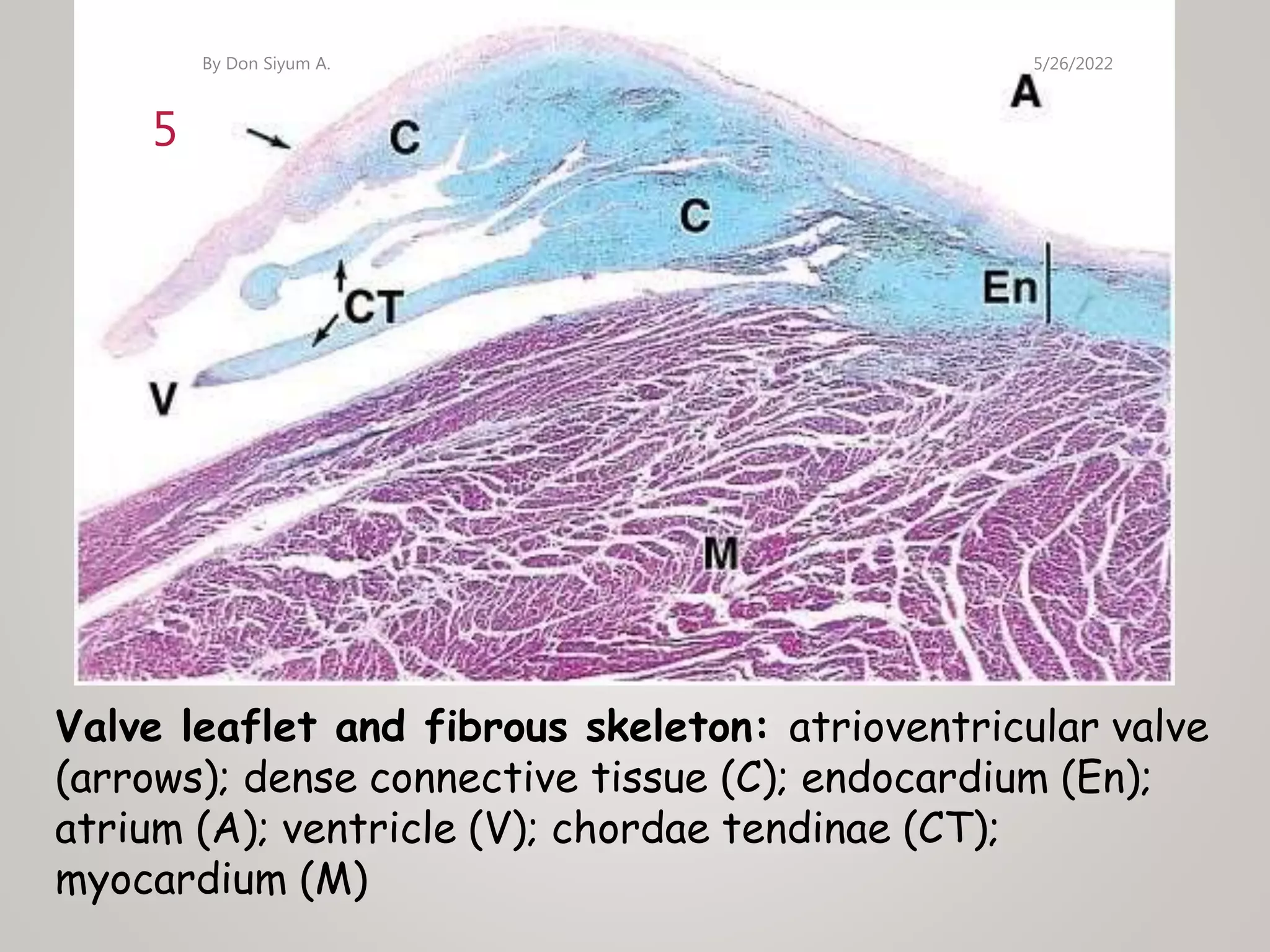 Histology of CVS system | PPTX