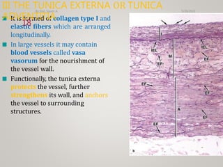 Trabeculae Carneae Histology