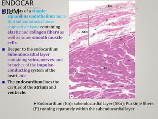 Subendocardial Layer