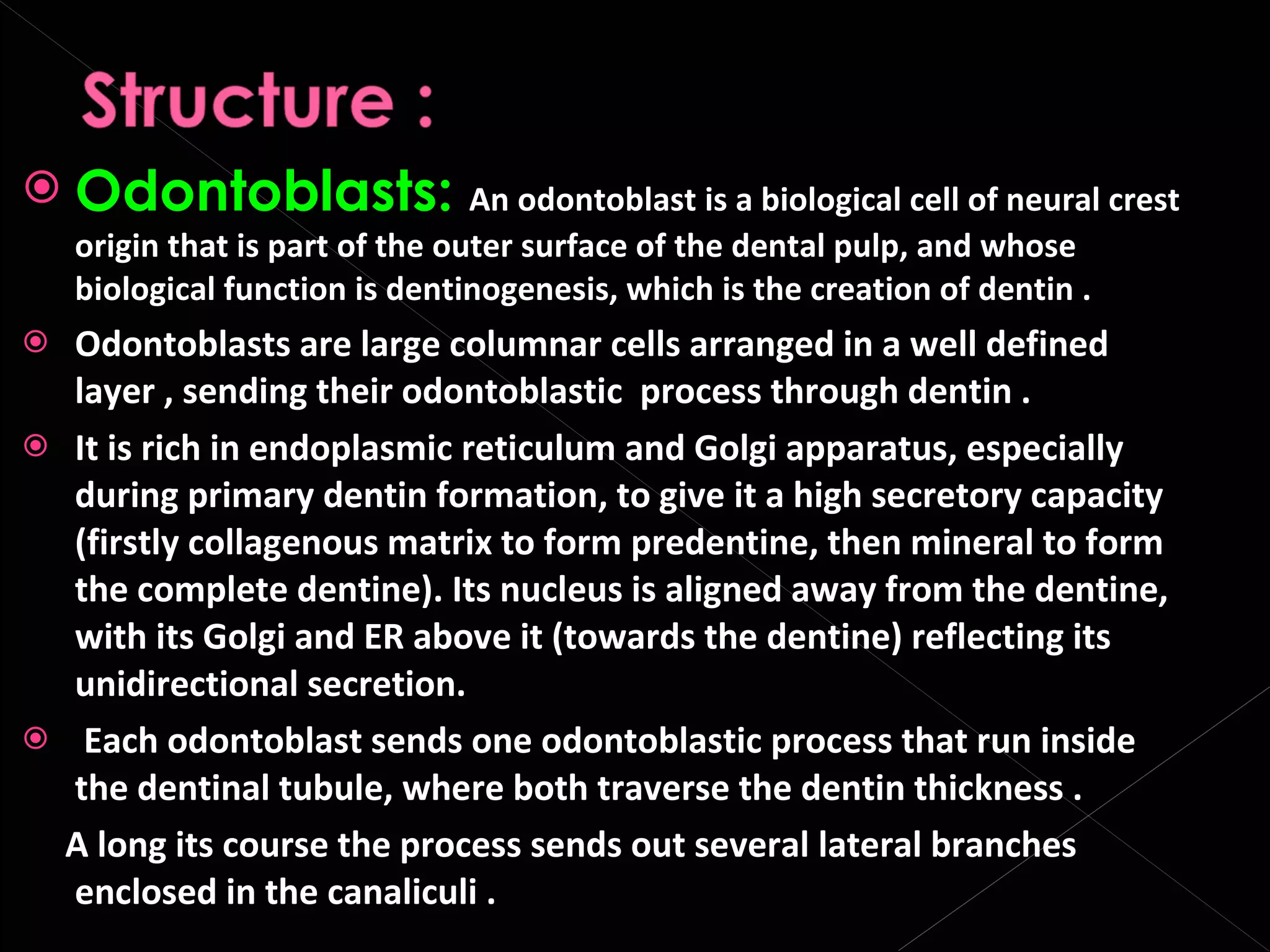 Histology of dentin | PPT