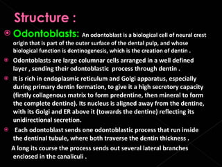 Histology of dentin | PPT