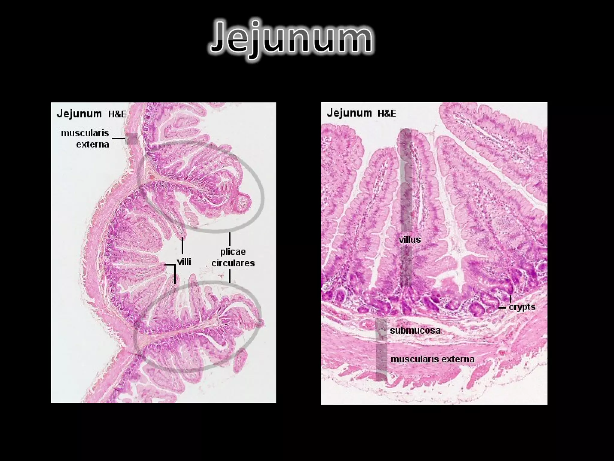 Histology of digestive system (stomach- small intestines) | PPT