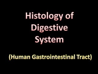 Histology of digestive system (stomach- small intestines) | PPT