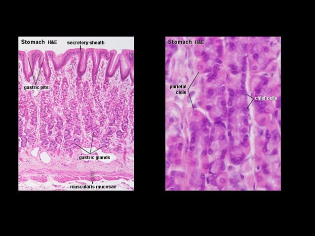 Histology of digestive system (stomach- small intestines) | PPT ...
