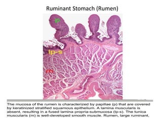 Histology of digestive system 2 | PDF
