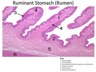 Histology of digestive system 2 | PDF