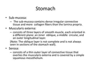 Histology of digestive system 2 | PDF