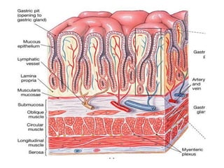 Histology of digestive system 2 | PDF