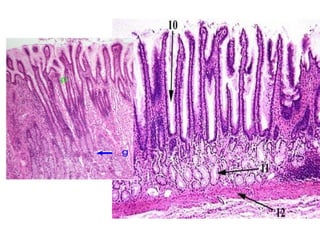 Large Intestine Histology Slides