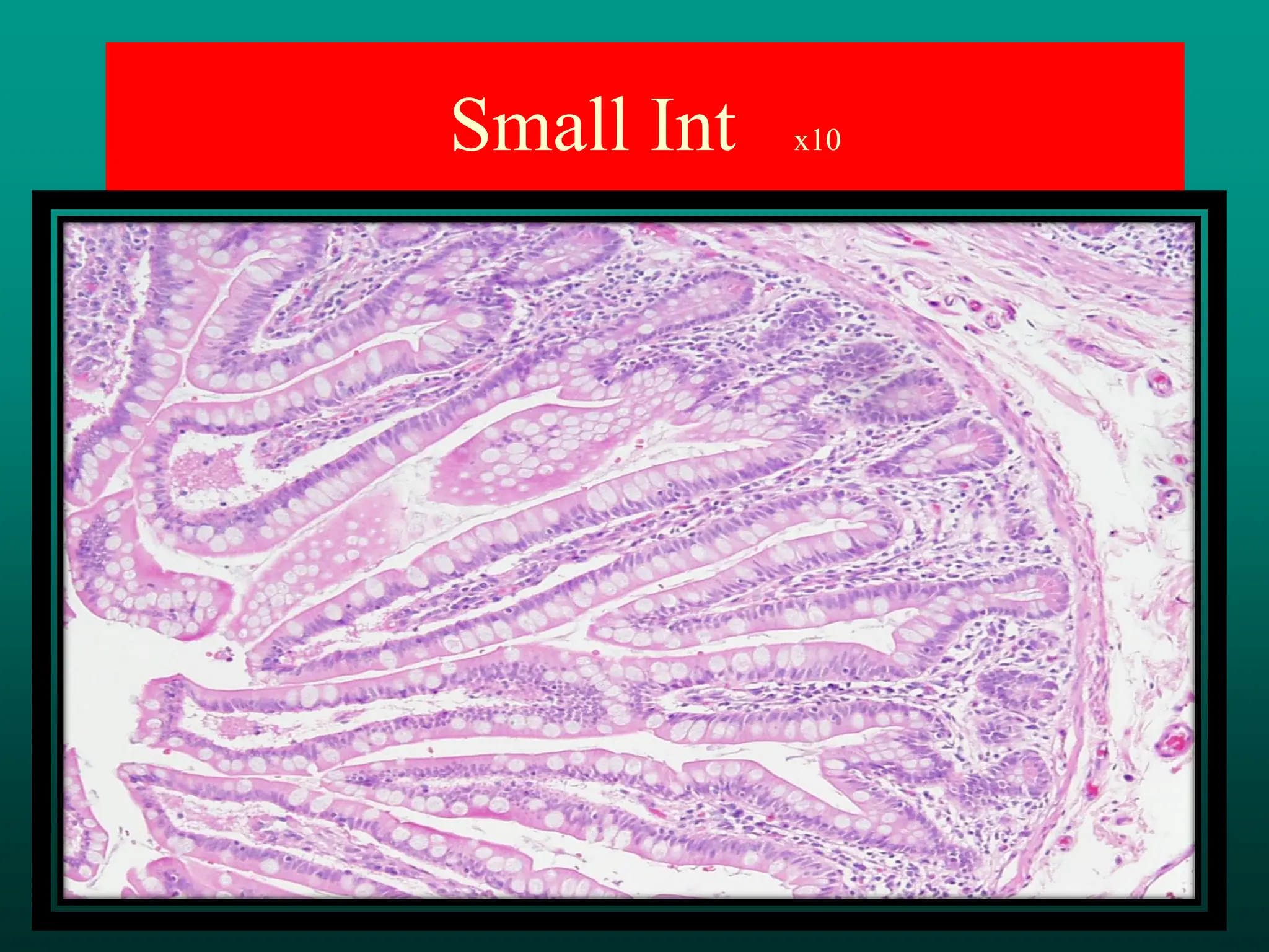 histology of digestive system1.pdf