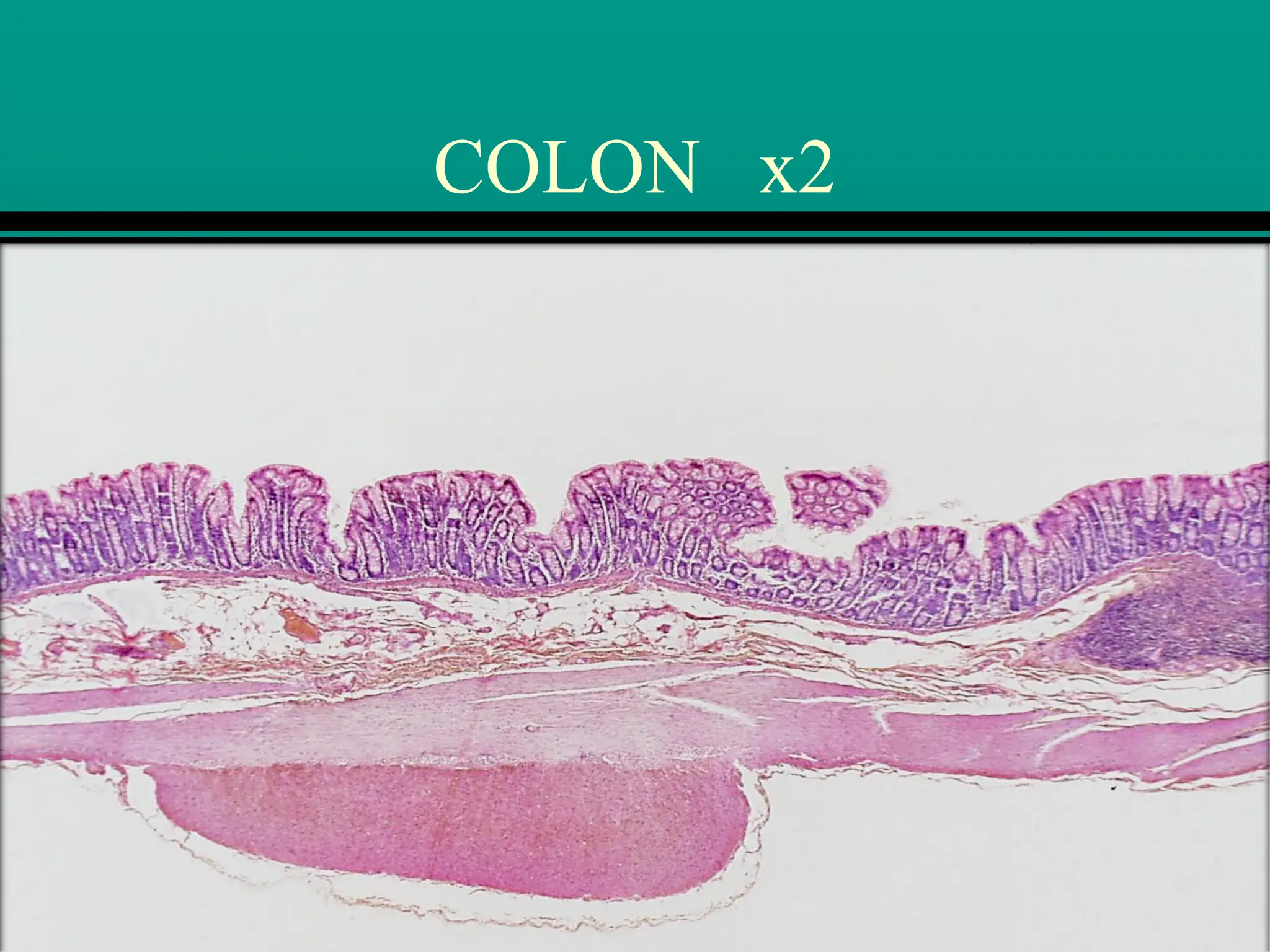 histology of digestive system1.pdf