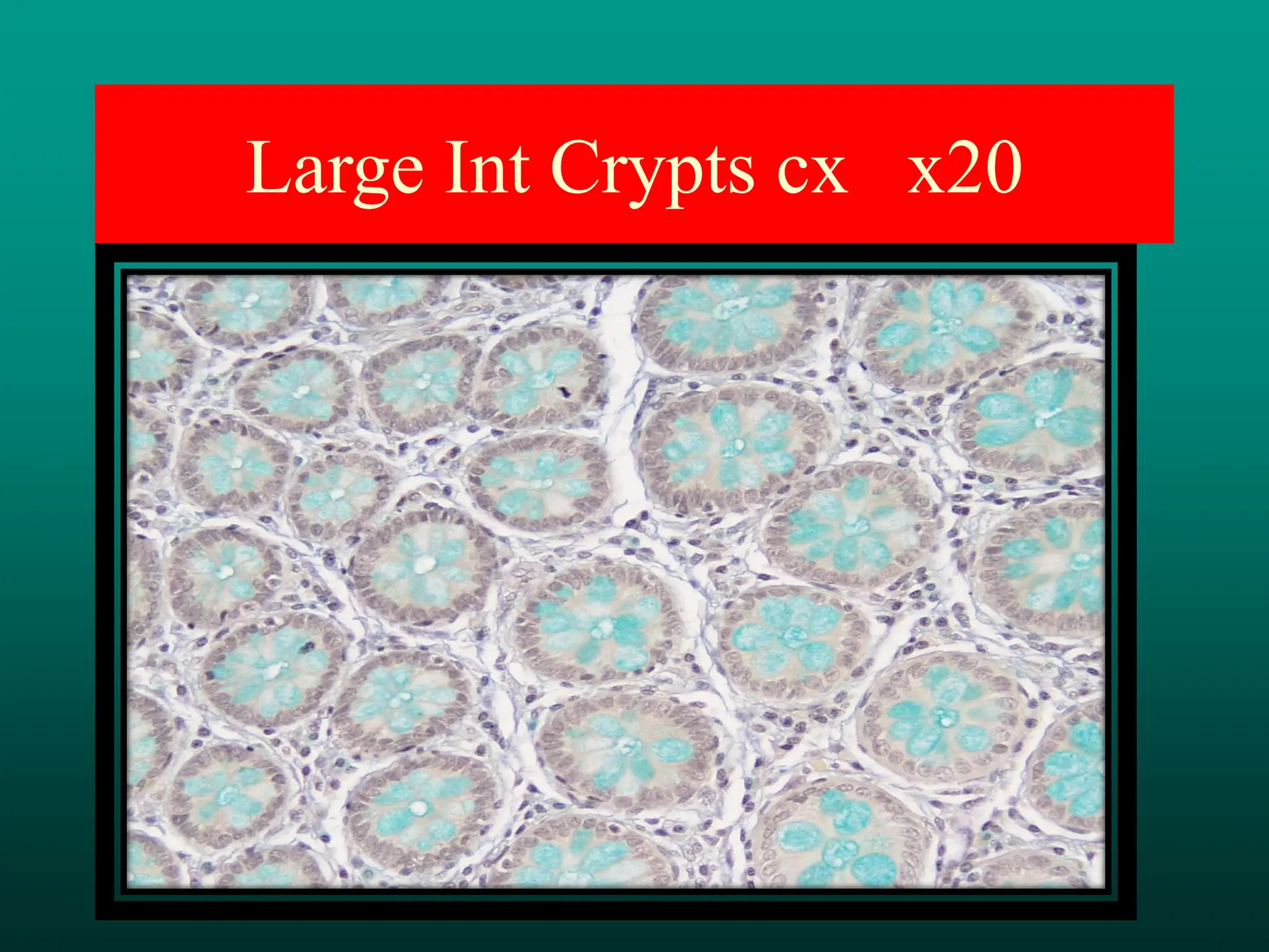 histology of digestive system1.pdf