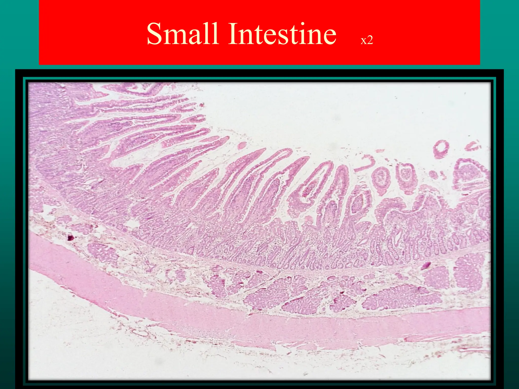 histology of digestive system1.pdf