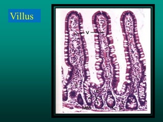 histology of digestive system1.pdf