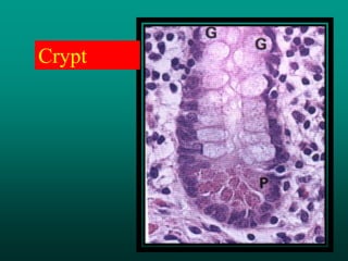 histology of digestive system1.pdf