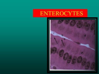 histology of digestive system1.pdf