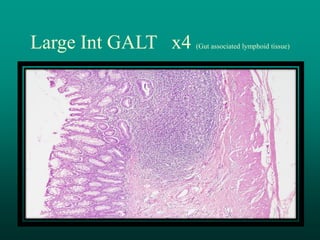 histology of digestive system1.pdf