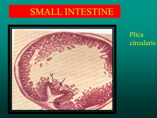 histology of digestive system1.pdf