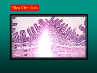histology of digestive system1.pdf