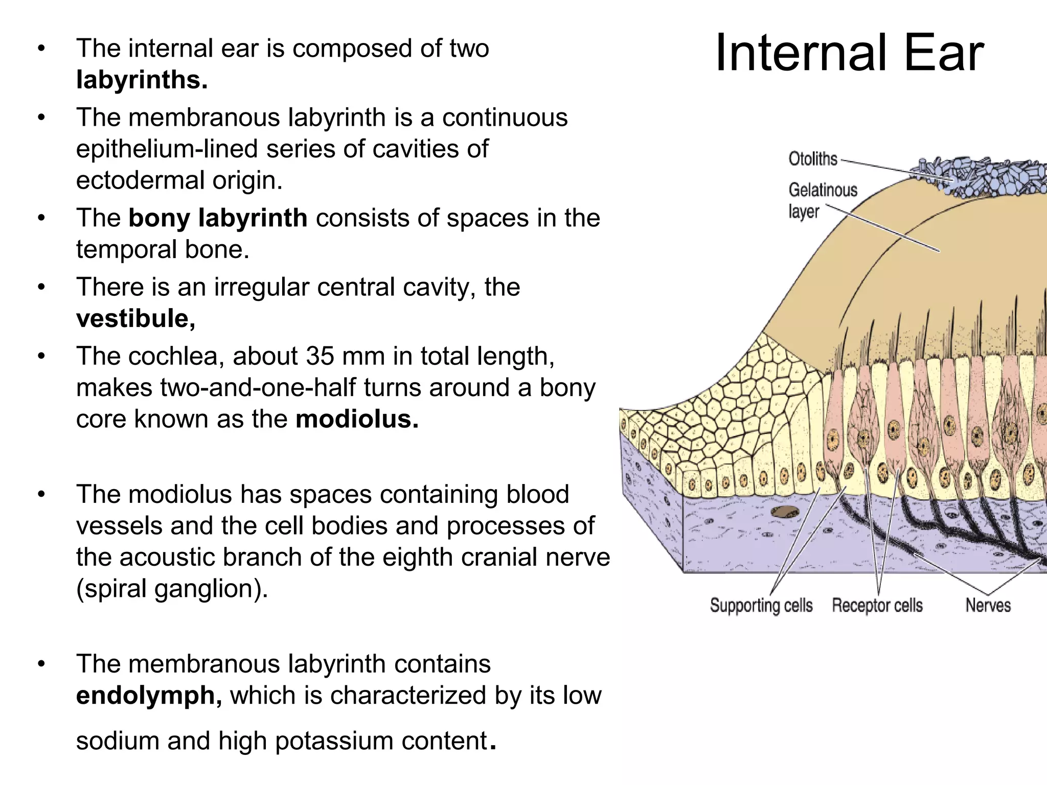 Histology of ear | PDF
