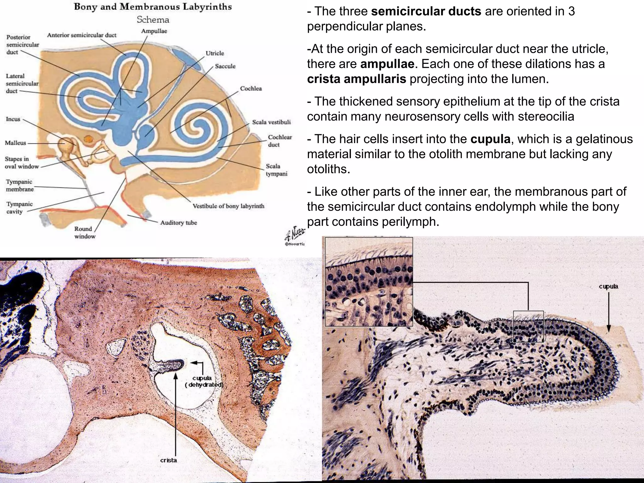 Histology of ear | PDF