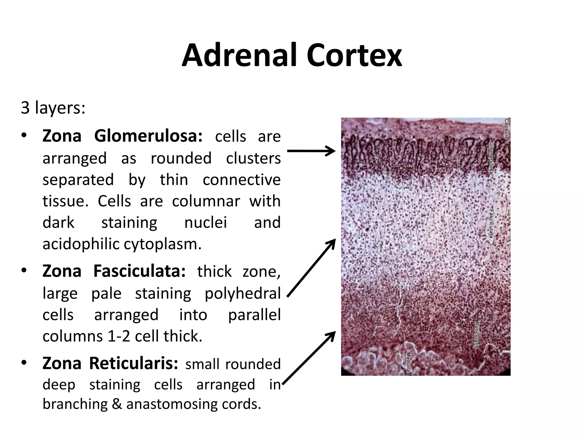 Histology_of_Endocrine_glands.pptx
