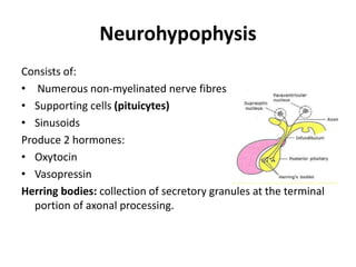 Histology_of_Endocrine_glands.pptx