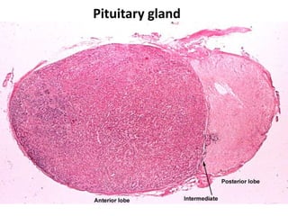 Anterior Pituitary Gland Histology Labeled