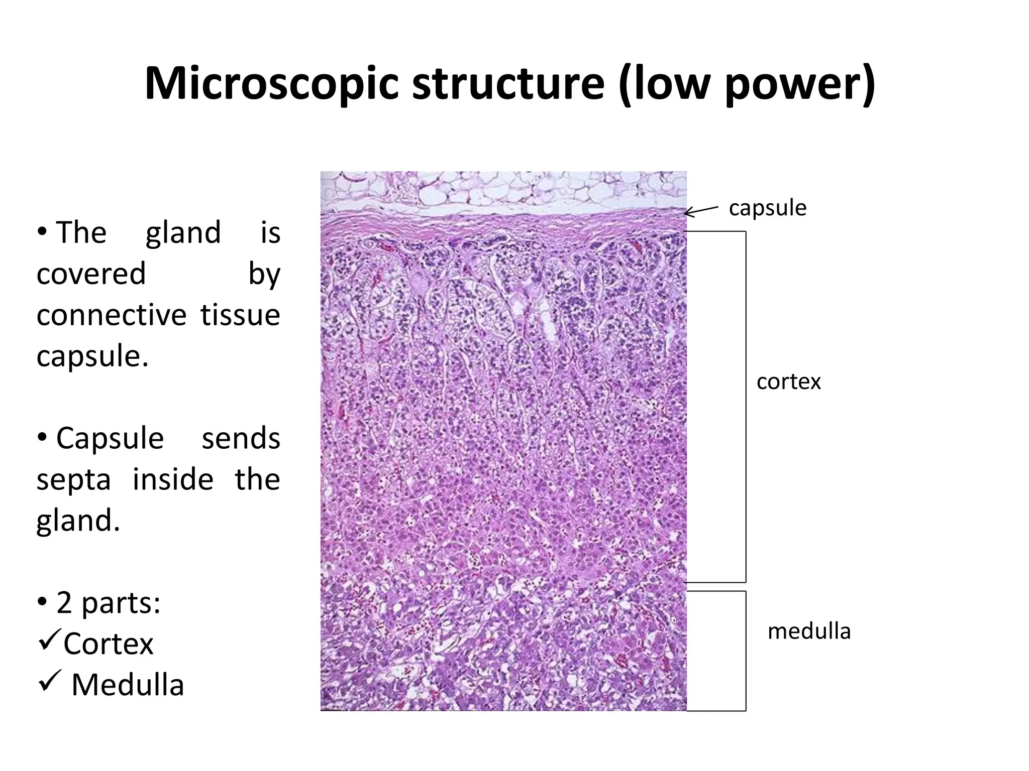 Histology_of_Endocrine_glands system.pptx