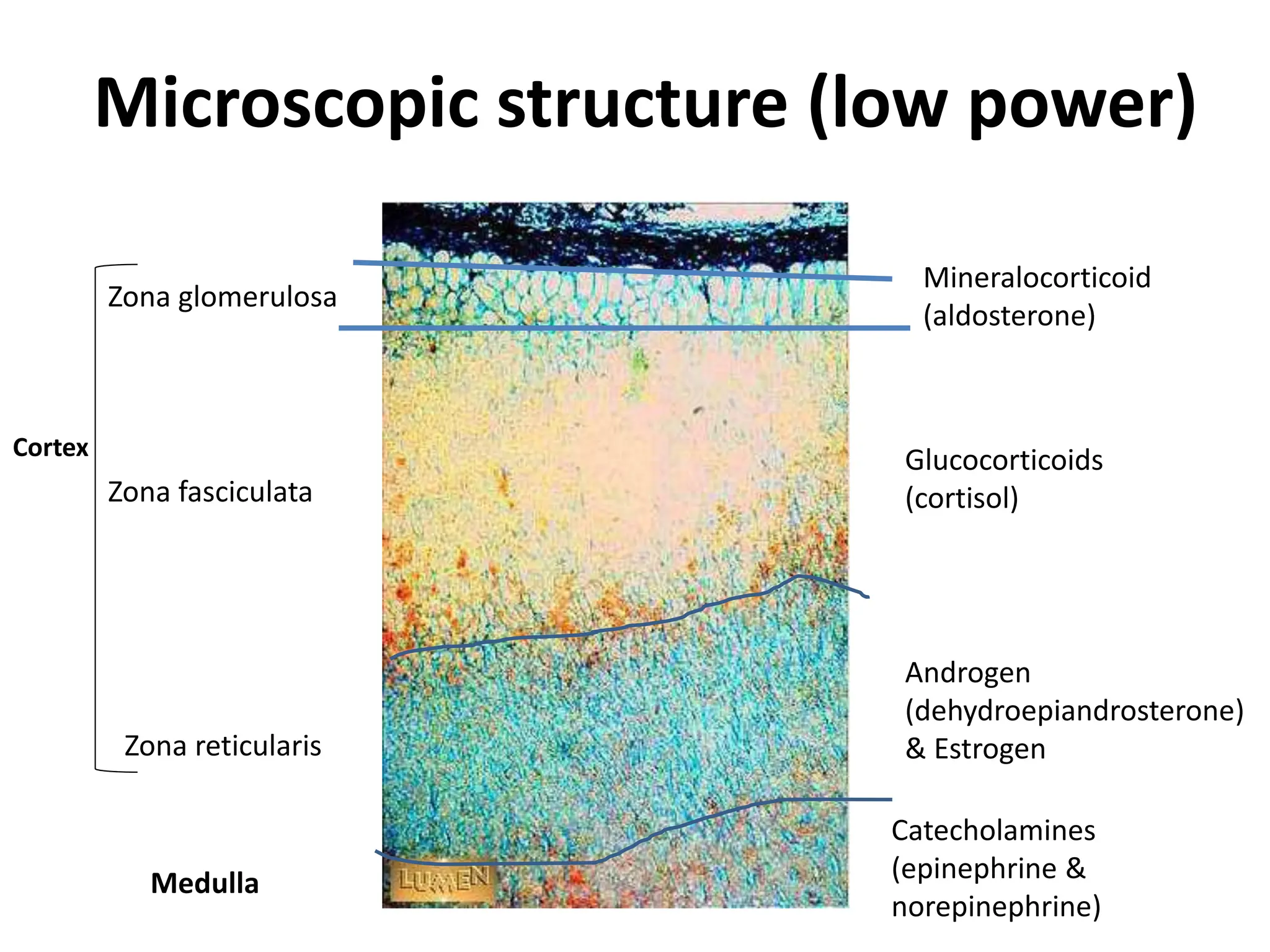Histology_of_Endocrine_glands system.pptx
