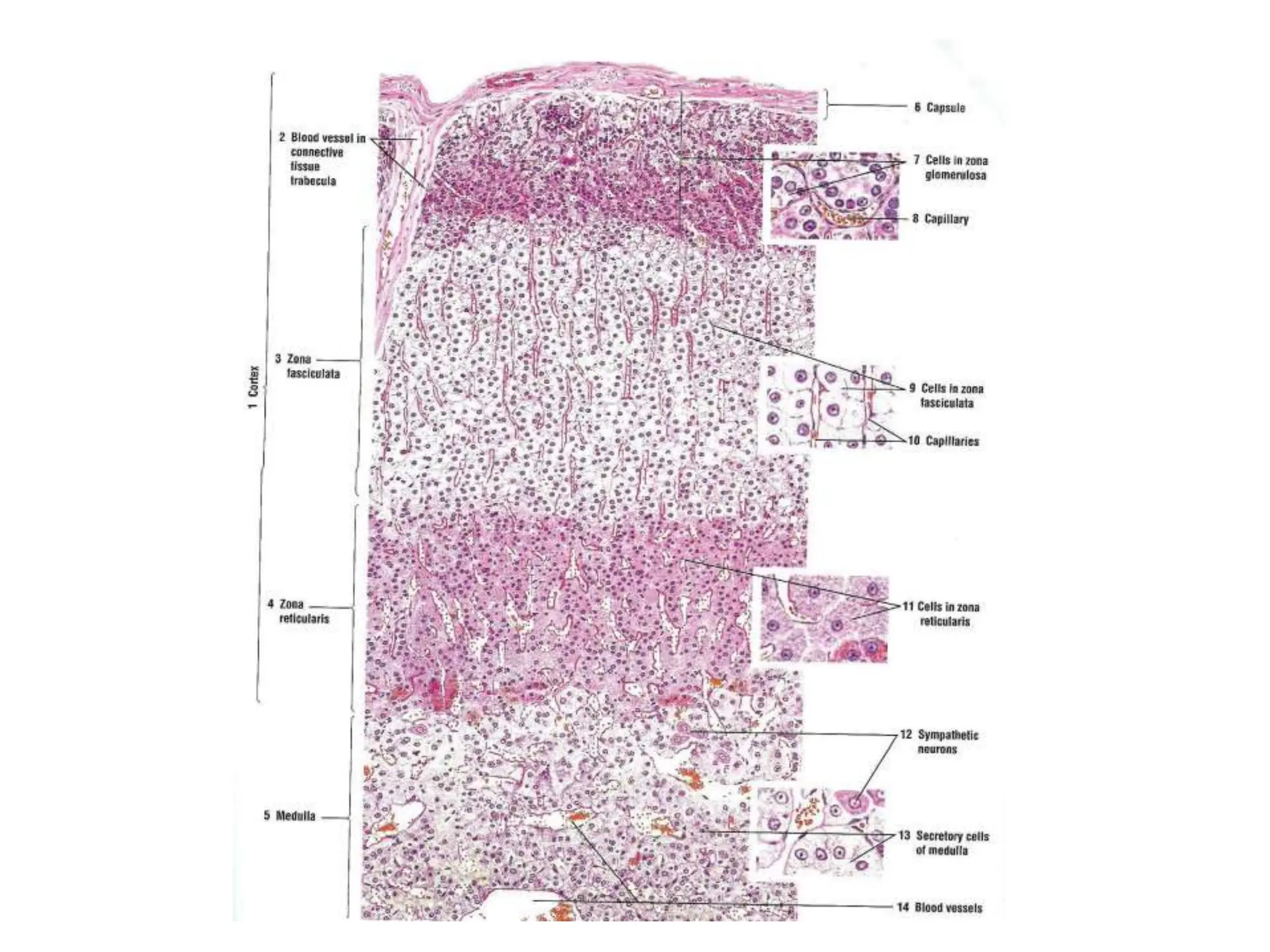 Histology_of_Endocrine_glands system.pptx