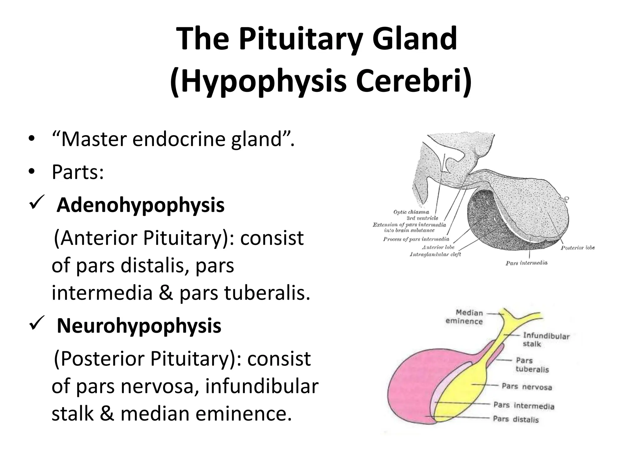 Histology_of_Endocrine_glands system.pptx