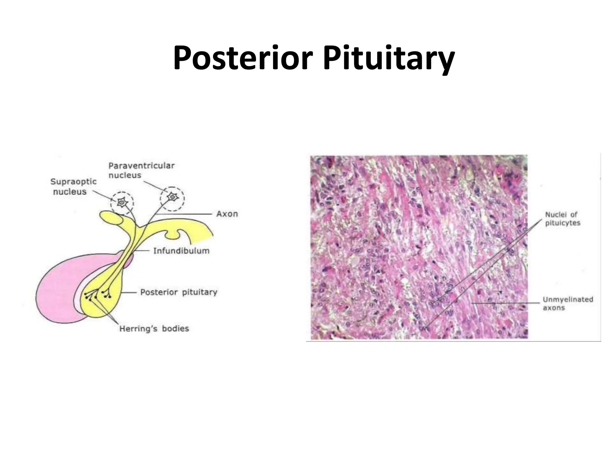 Histology_of_Endocrine_glands system.pptx