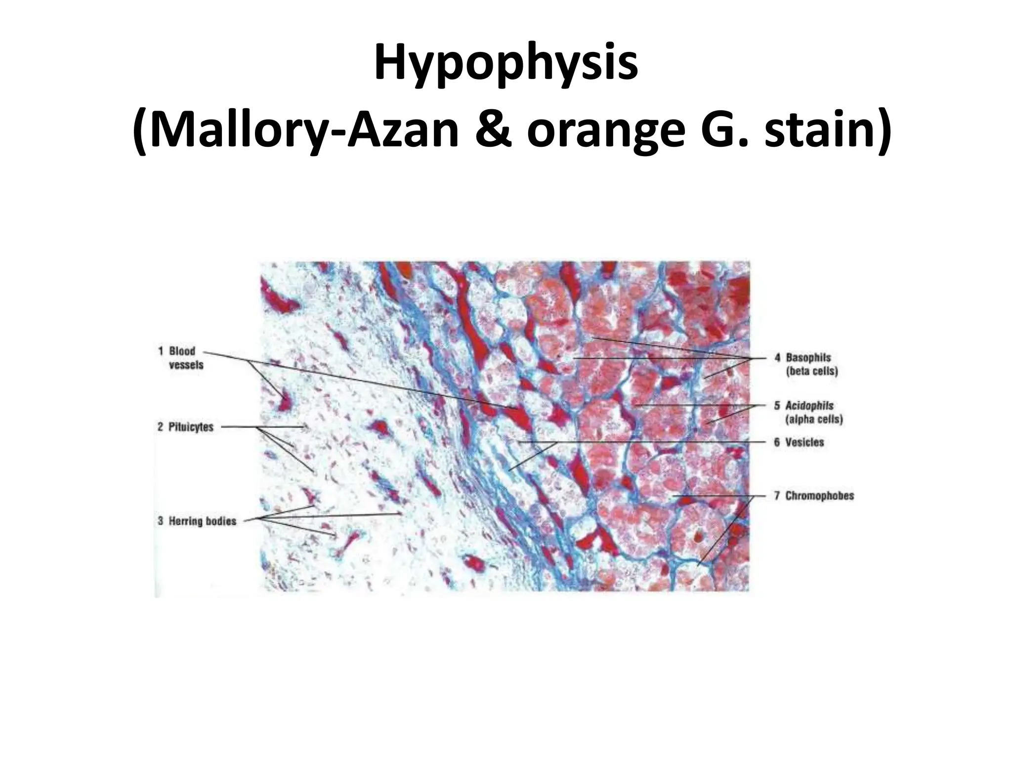 Histology_of_Endocrine_glands system.pptx