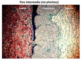Histology_of_Endocrine_glands system.pptx