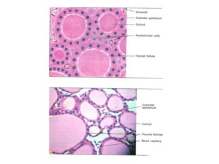 Histology_of_Endocrine_glands system.pptx