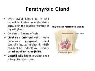 Histology_of_Endocrine_glands system.pptx