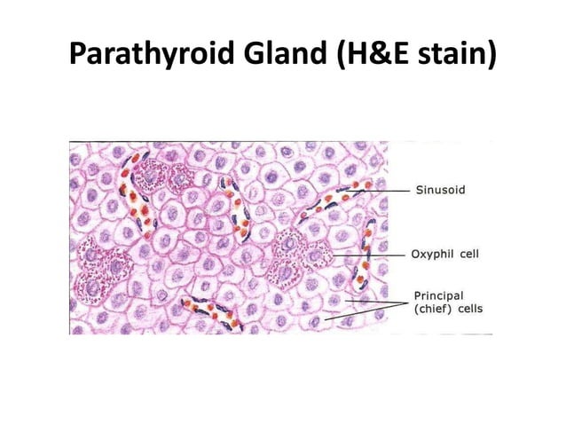 Histology_of_Endocrine_glands system.pptx