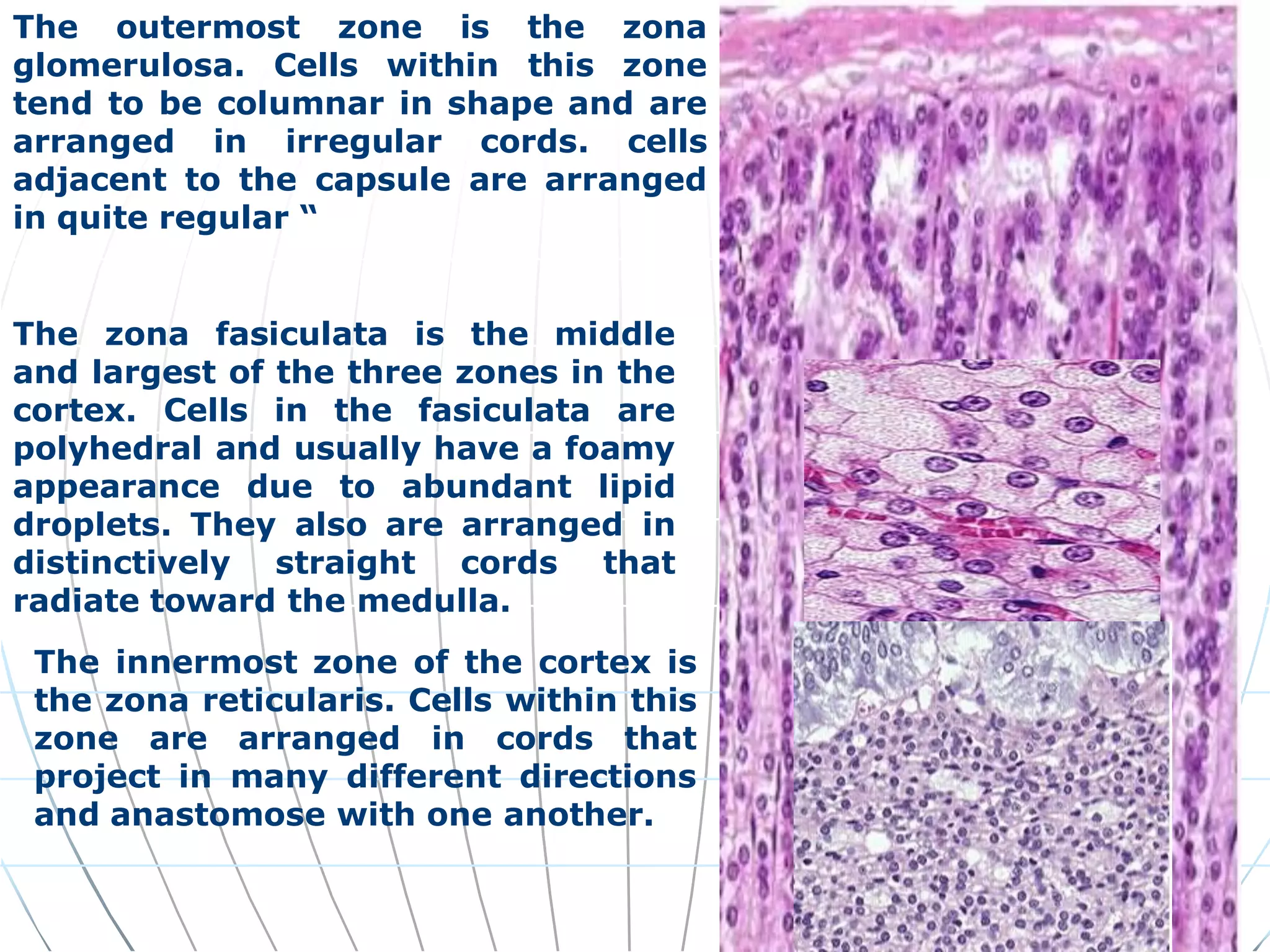 Histology of endocrine system | PDF